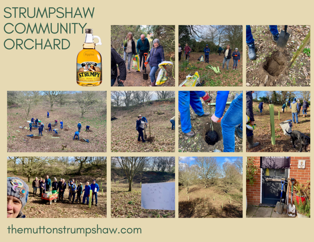 The Mutton In The Community - The Shoulder Of Mutton